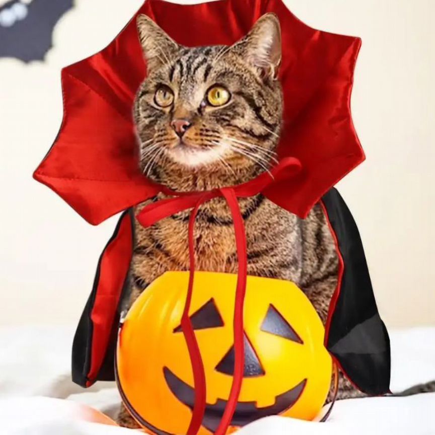 Одежда для кота