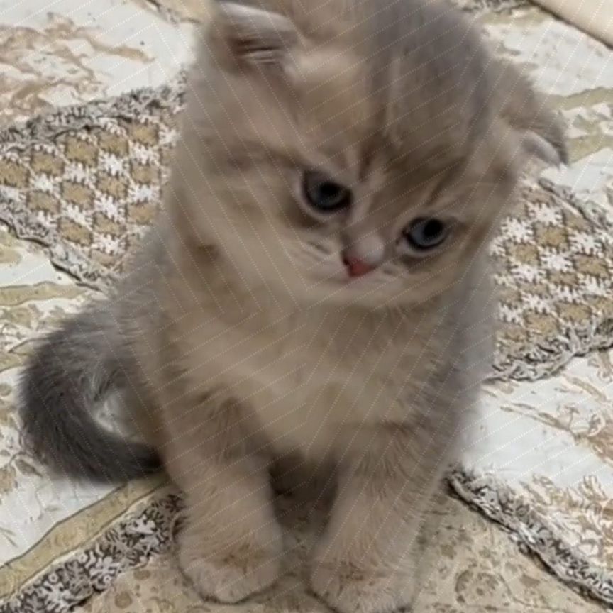 Шотландский вислоухий короткошёрстный котёнок
