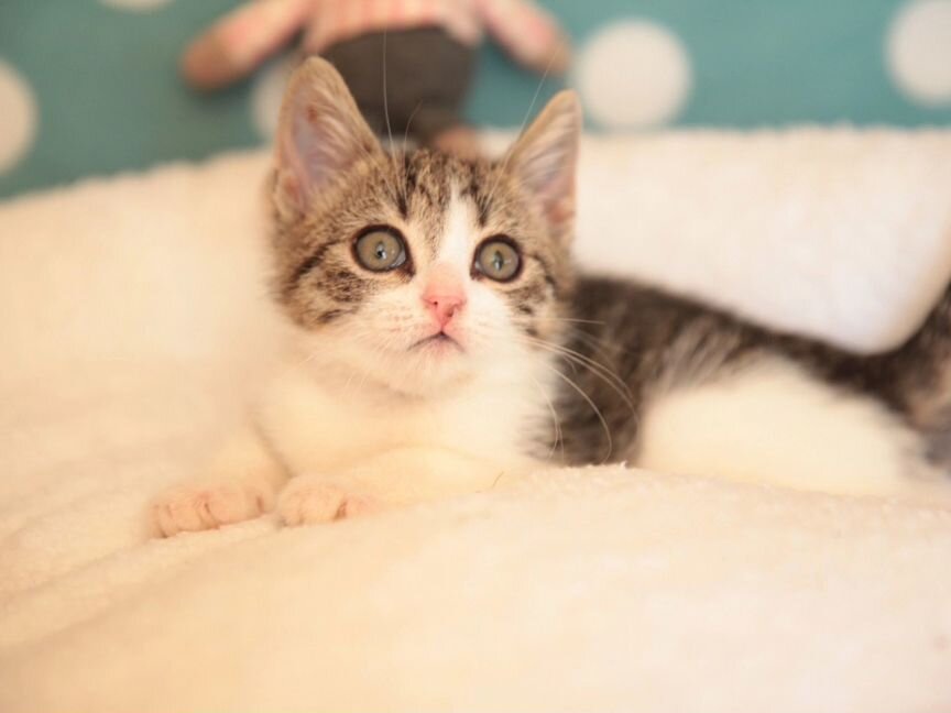 Котенок 1,5 месяца, девочка