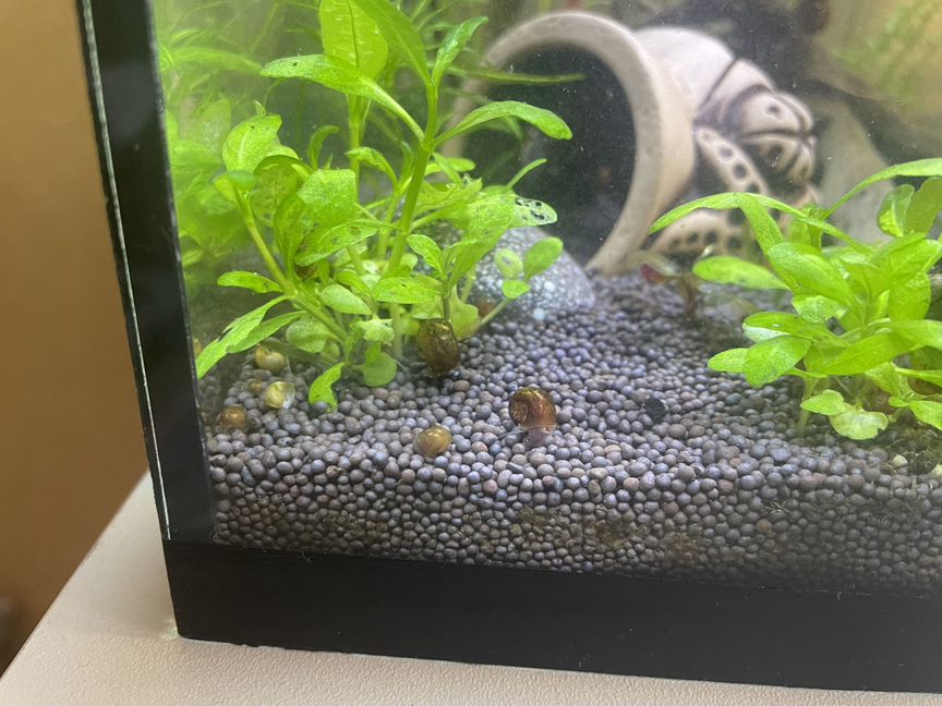 Улитки катушки