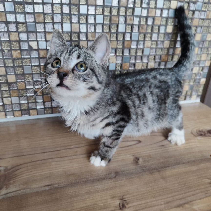 Котёнок девочка