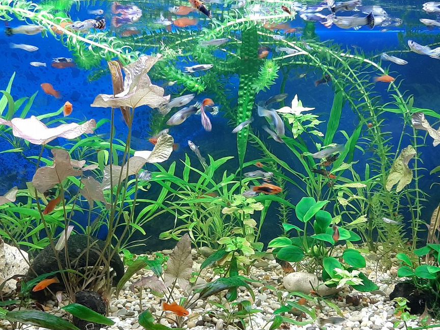 Аквариумная прополка,растения