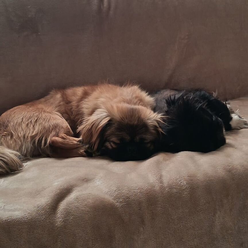 Пекинес, щенок