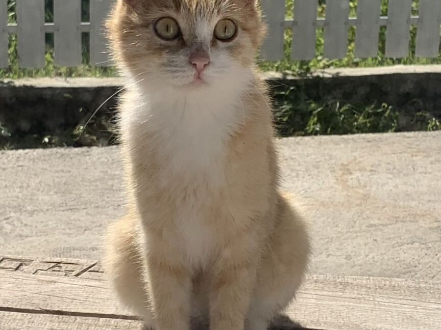 Кошка в добрые руки