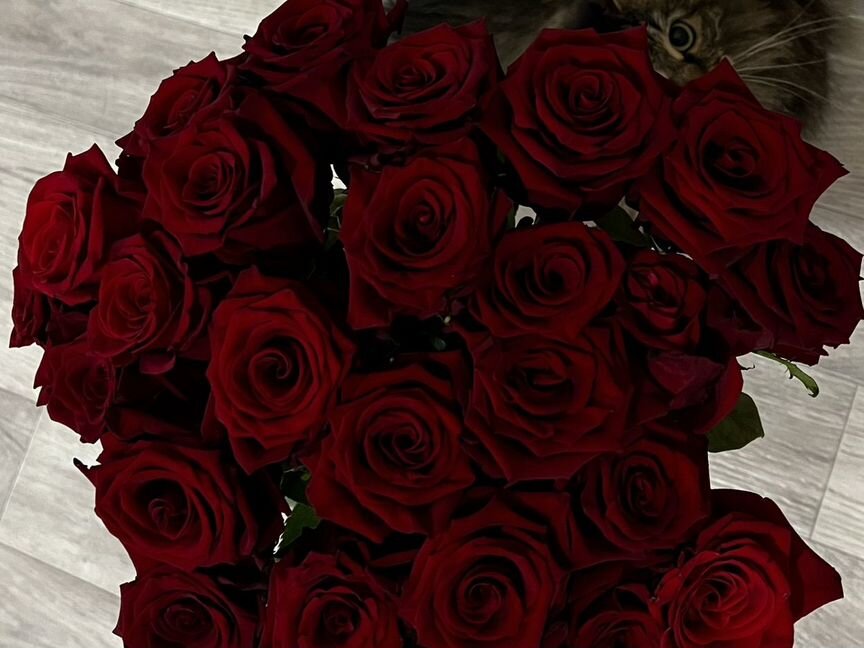 Отдам в добрые руки кошечку