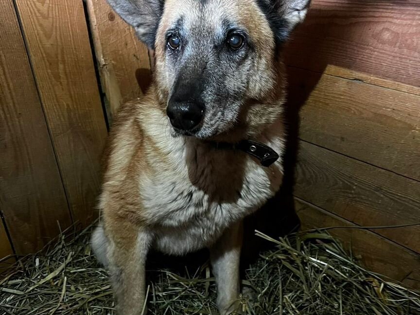 Собака из приюта