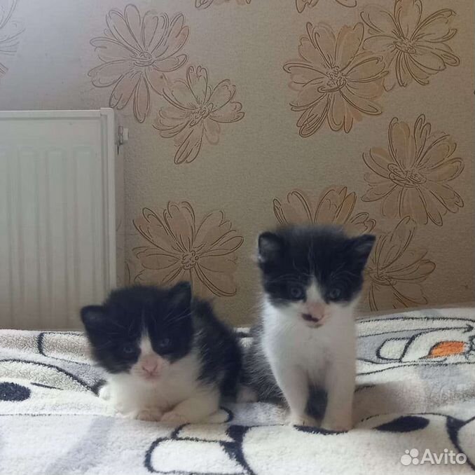 Счастливые котятки