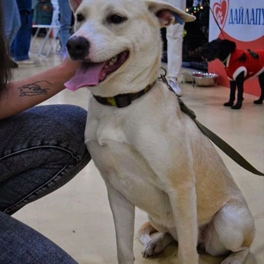 Собака ищет дом