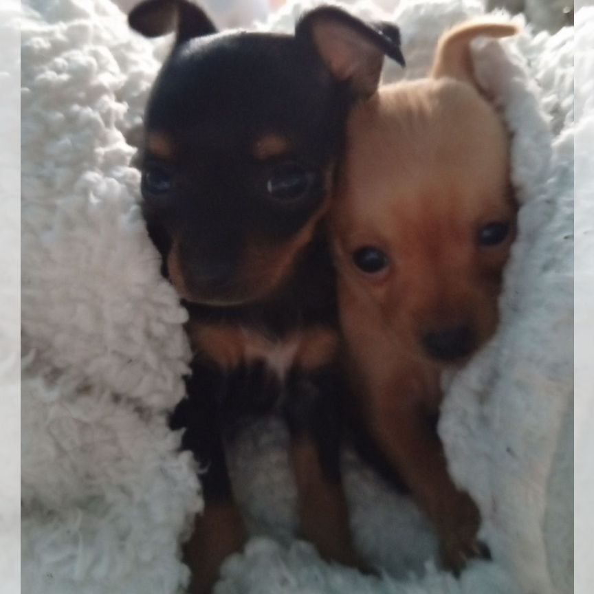 Русский той-терьер, щенок