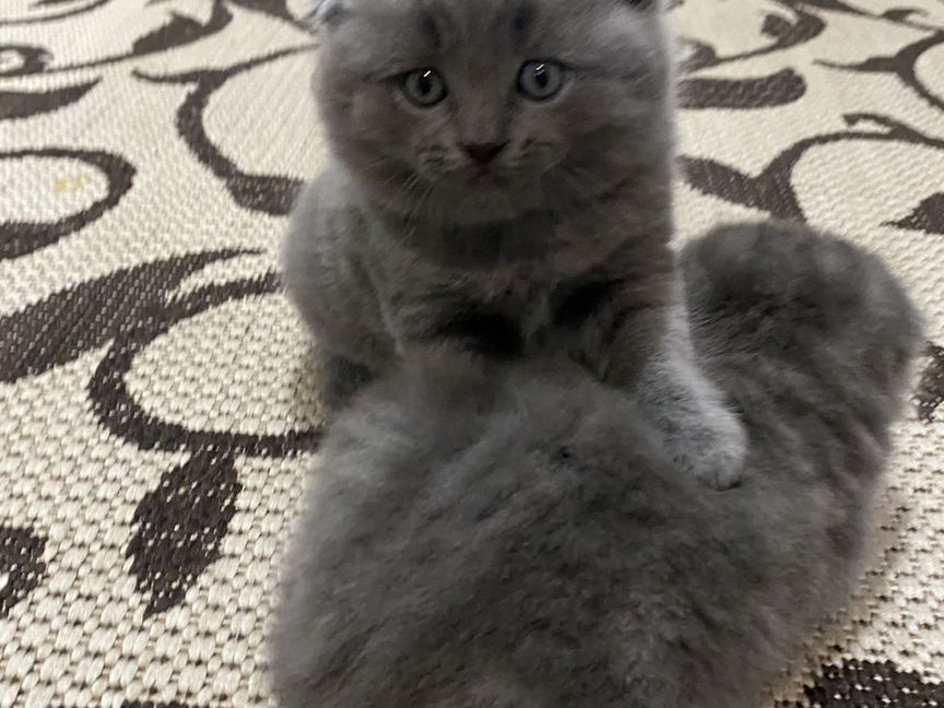Шотландские котята