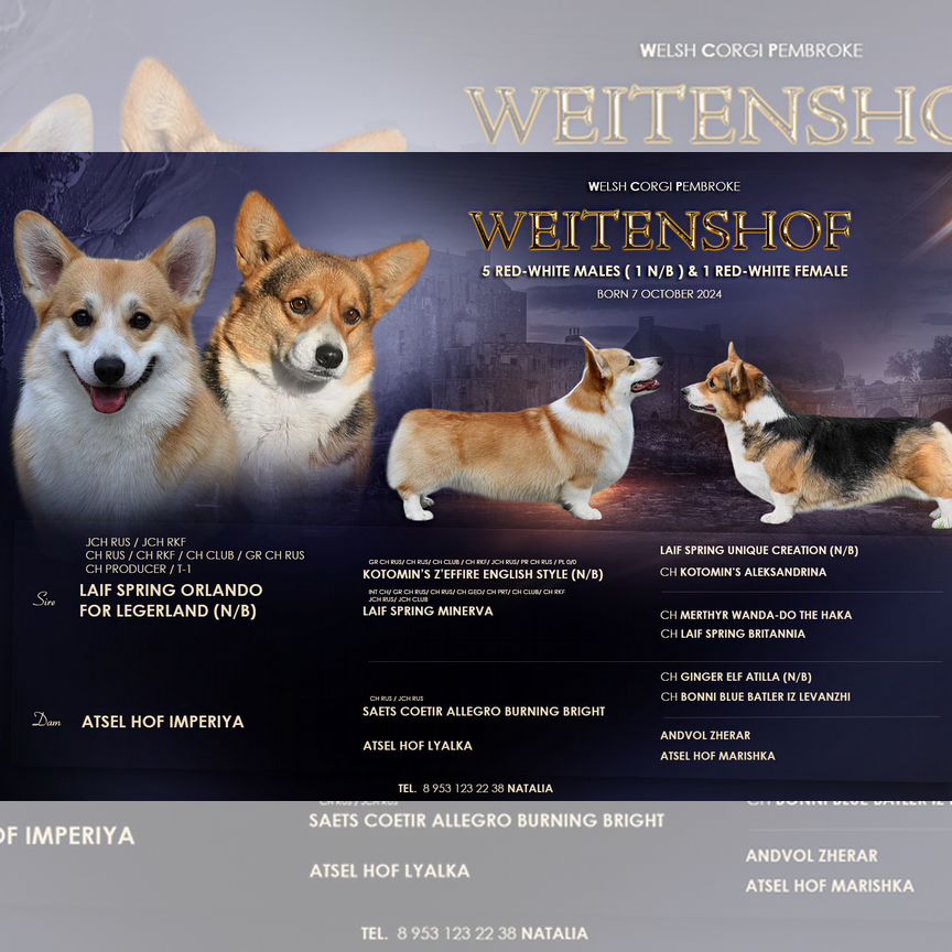 Красавцы корги мальчишки