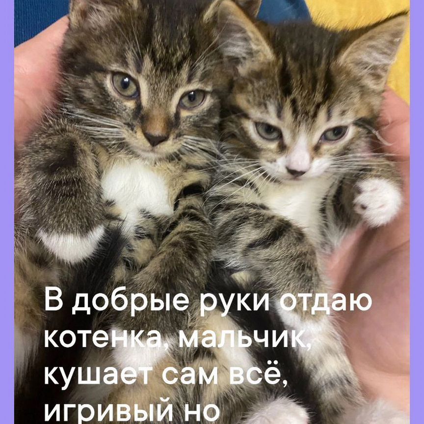Котенок в добрые руки