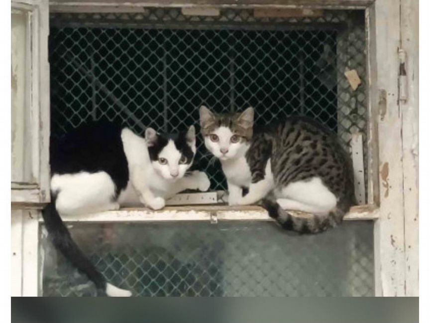 Кошки в добрые руки