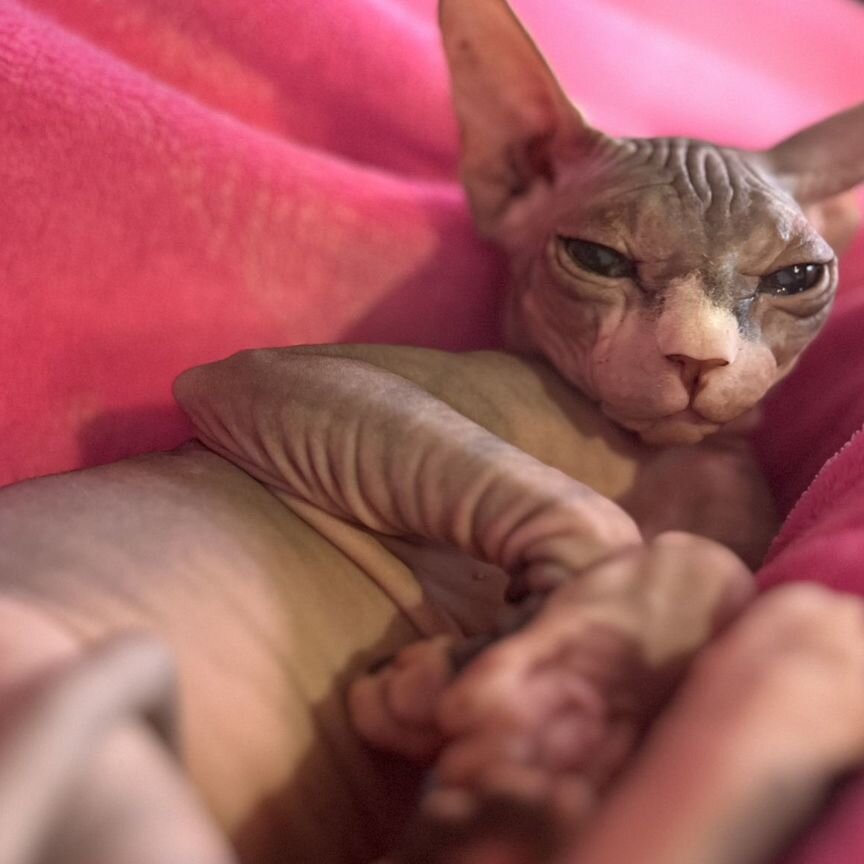 Канадский сфинкс, взрослая кошка