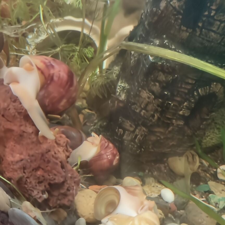 Улитки ампулярии желтые Крупные