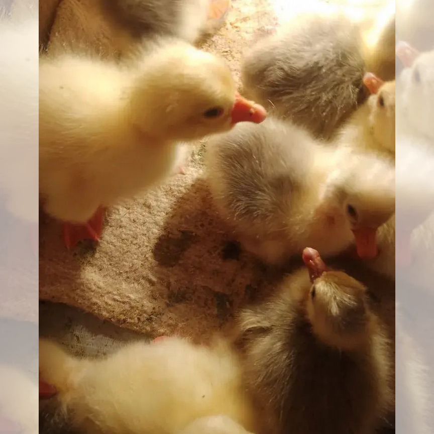 Продам гусят