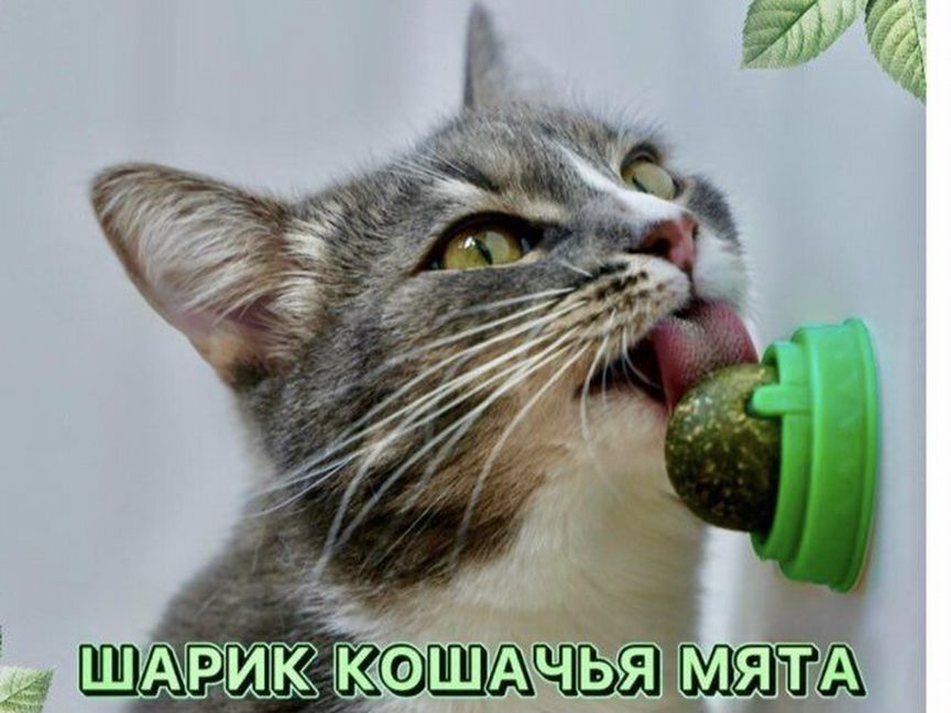 Кошачья мята (лакомство, леденец для кошки)