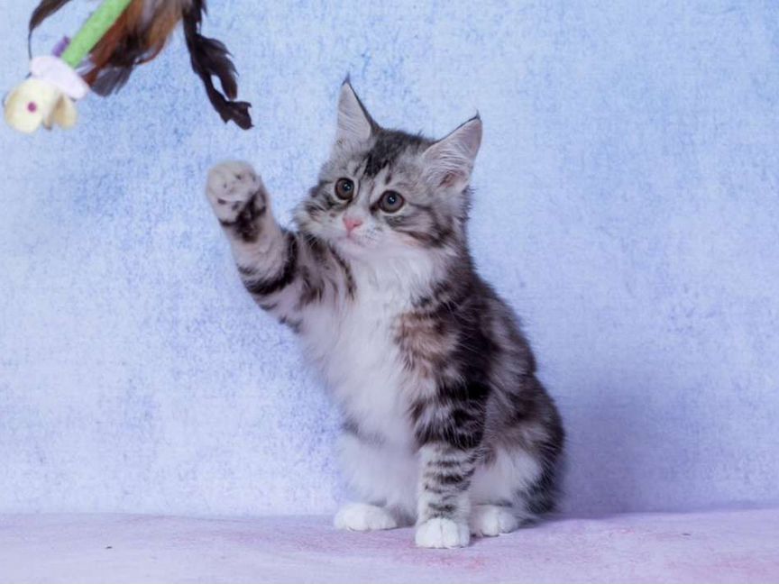 Курильский бобтейл Кашемир