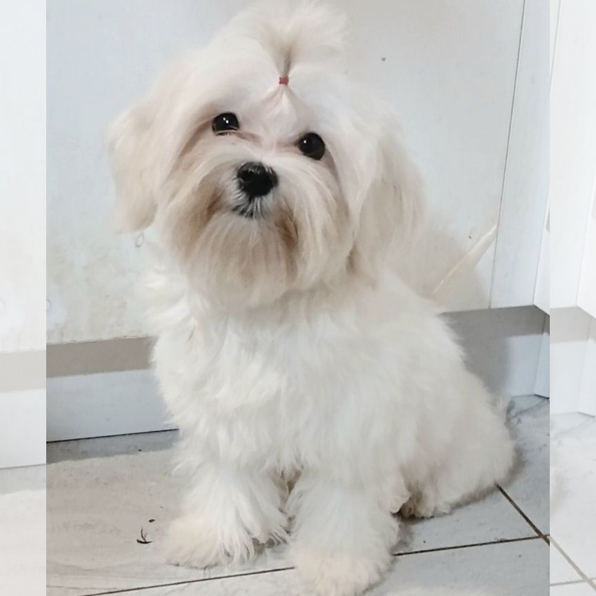 Мальтийская болонка, щенок