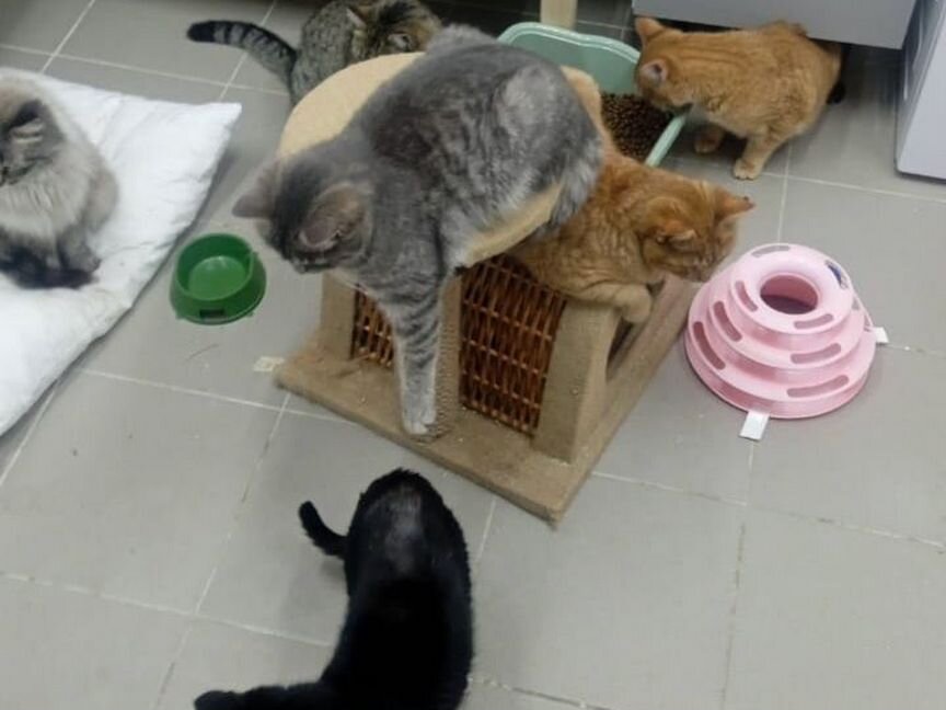 Несчастные брошеные кошки