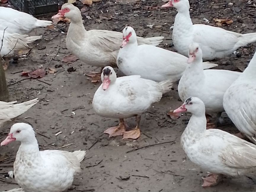 Утки шиптуны