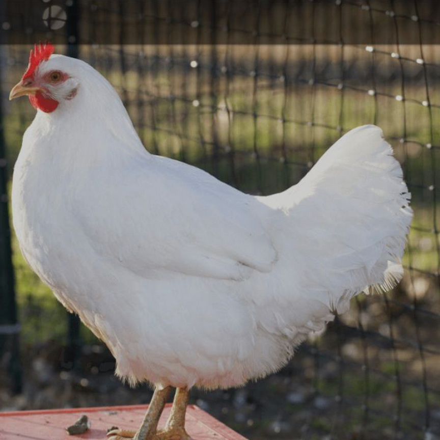 Куры домашние на мясо