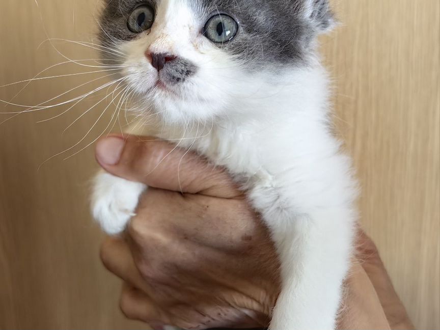 Котенок, котята в дар