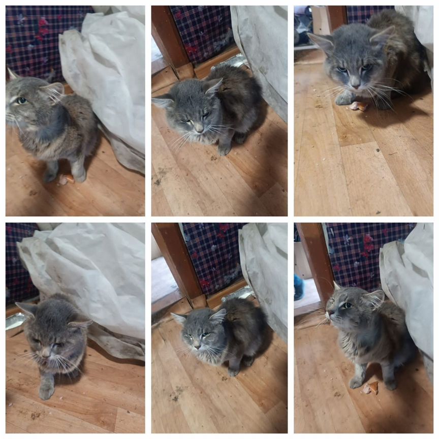 Котику нужен дом