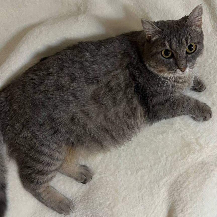 Взрослая, кошка в добрые руки