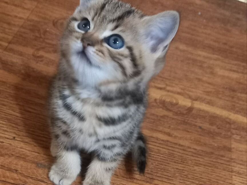 Шотландская прямоухая кошка