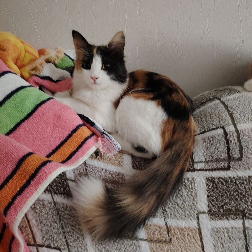 Кошечка 4 мес