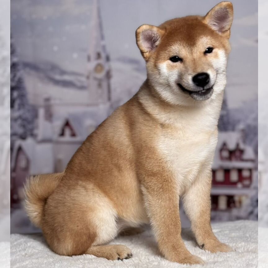 Сиба девочка