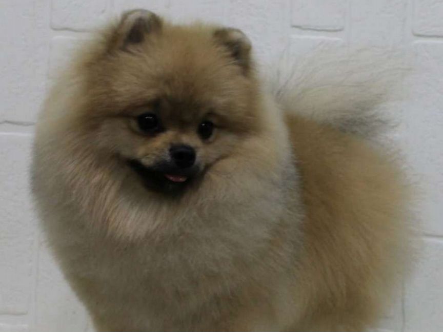 Шпиц чистый померанец