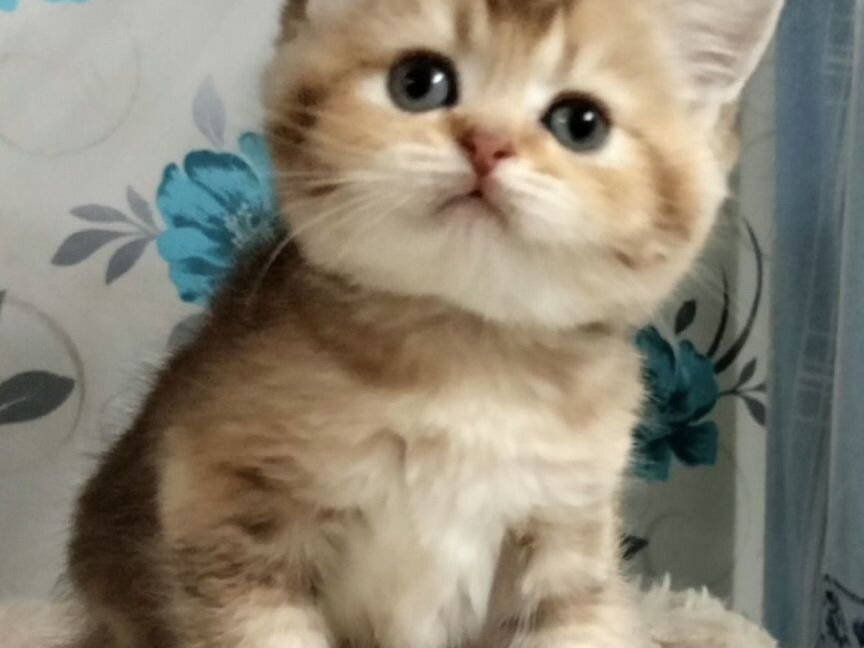 Шотландская золотая шиншилла
