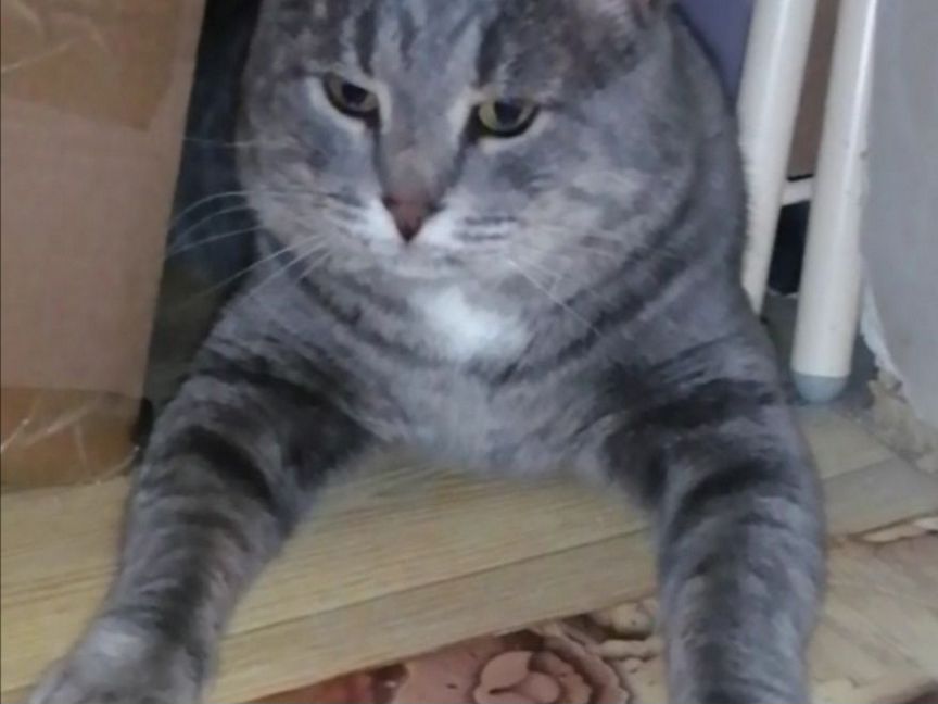 Кот в дар