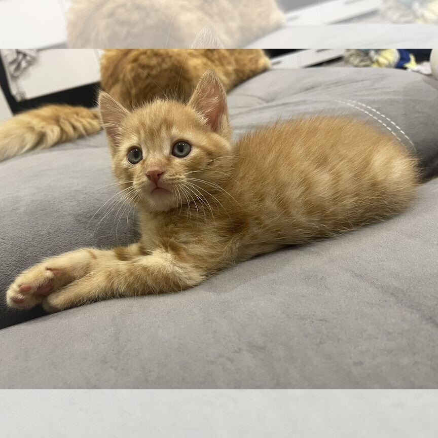 Котёнок в добрые руки