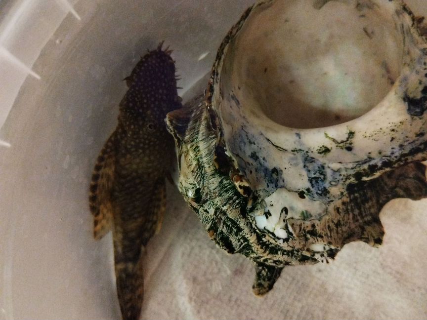 Сом анцитрус 1 год