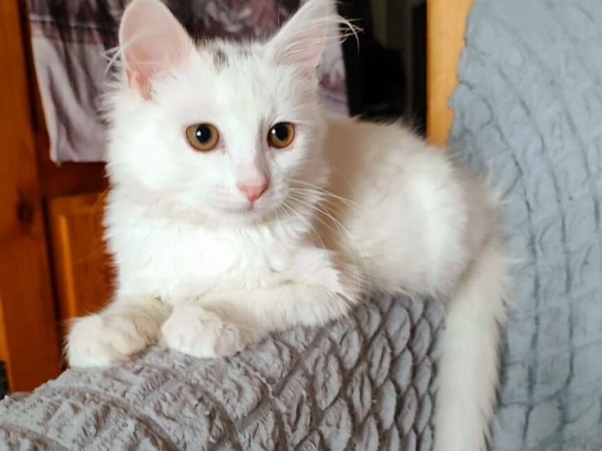 Белая ангорка в добрые руки