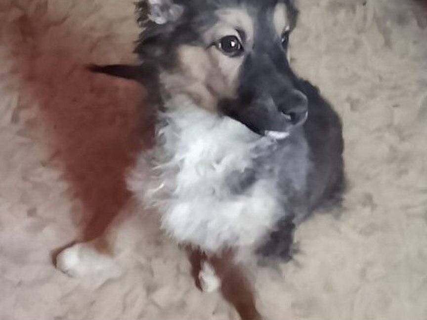 Щенок ищет дом