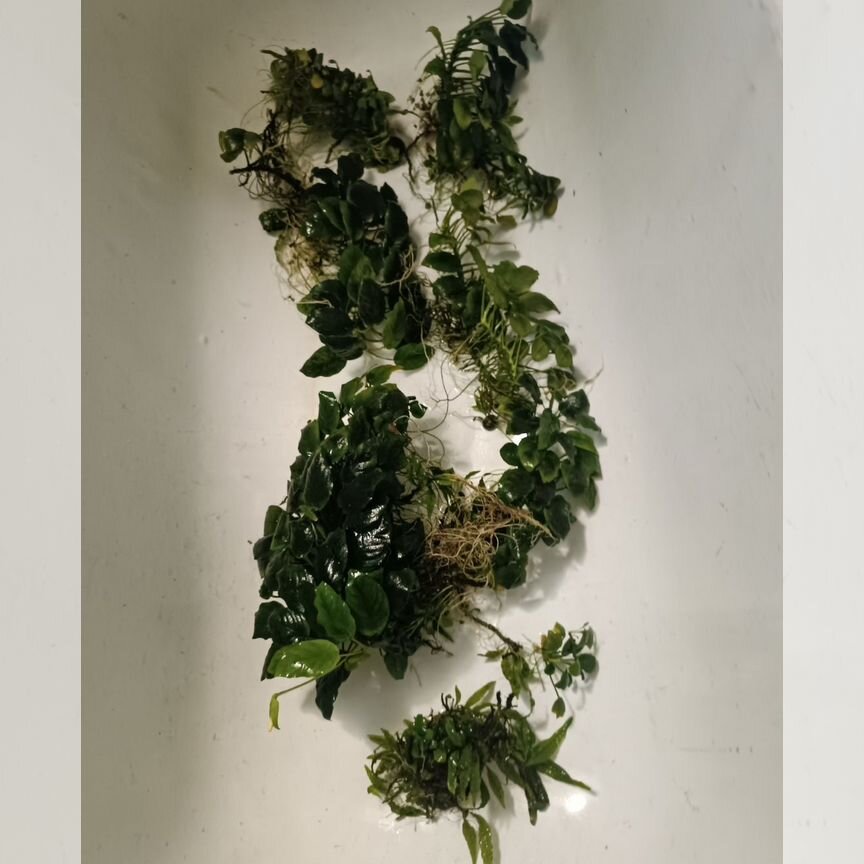 Анабиус, живое растение для аквариума