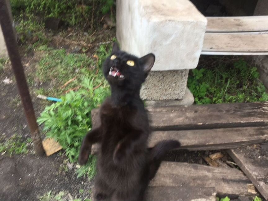 Кошка котенок черная