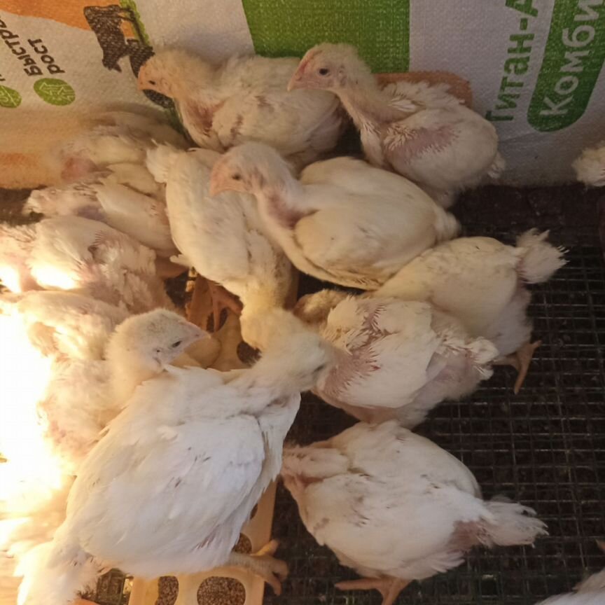 Цыплята бройлеры подрощенные