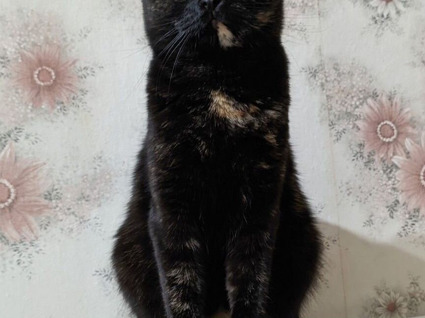 Кошке очень нужен новый хозяин