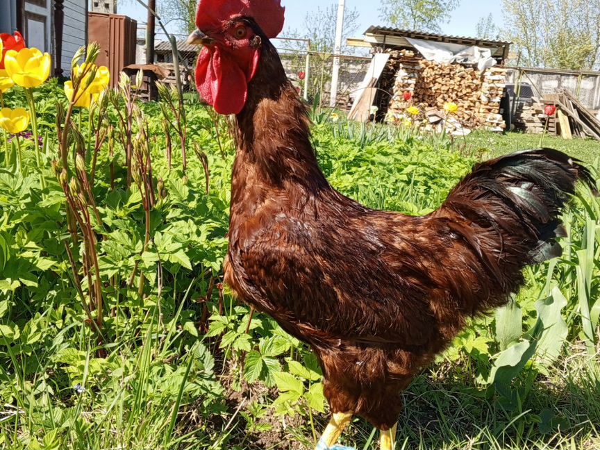 Куры. Петух породы Род-айленд