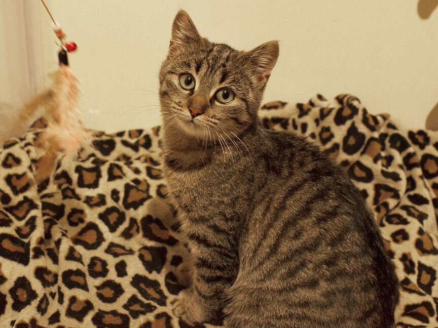 Котенок девочка подросток