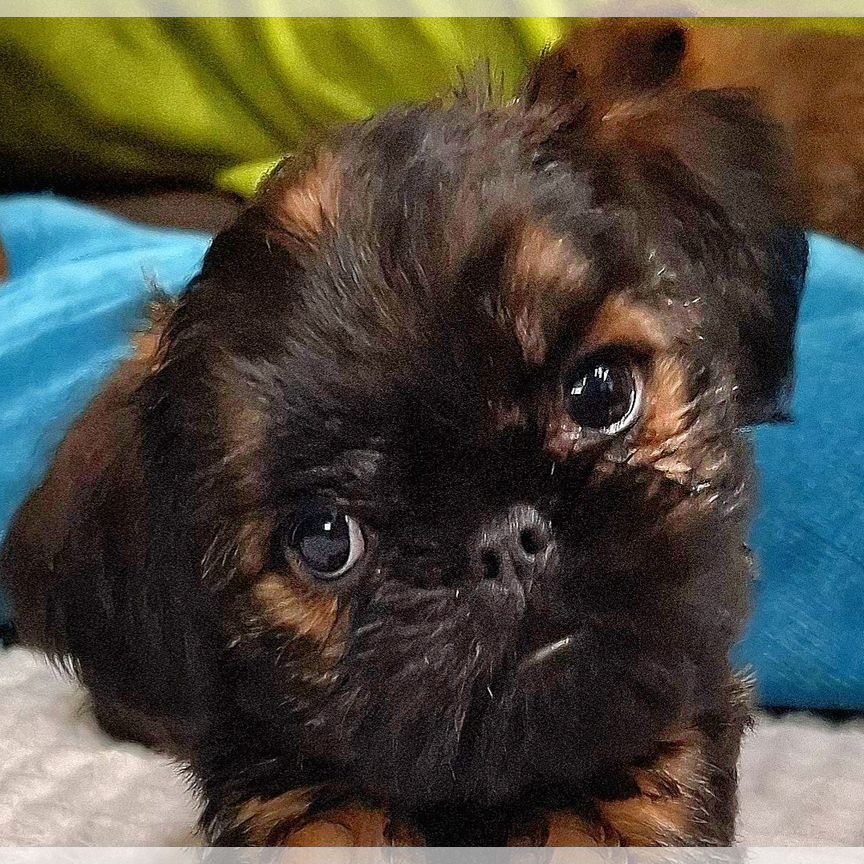 Брюссельский гриффон, щенок