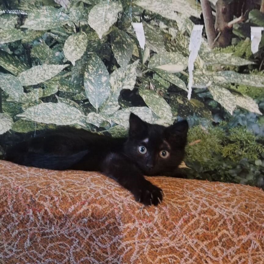 Милашки ищют дом