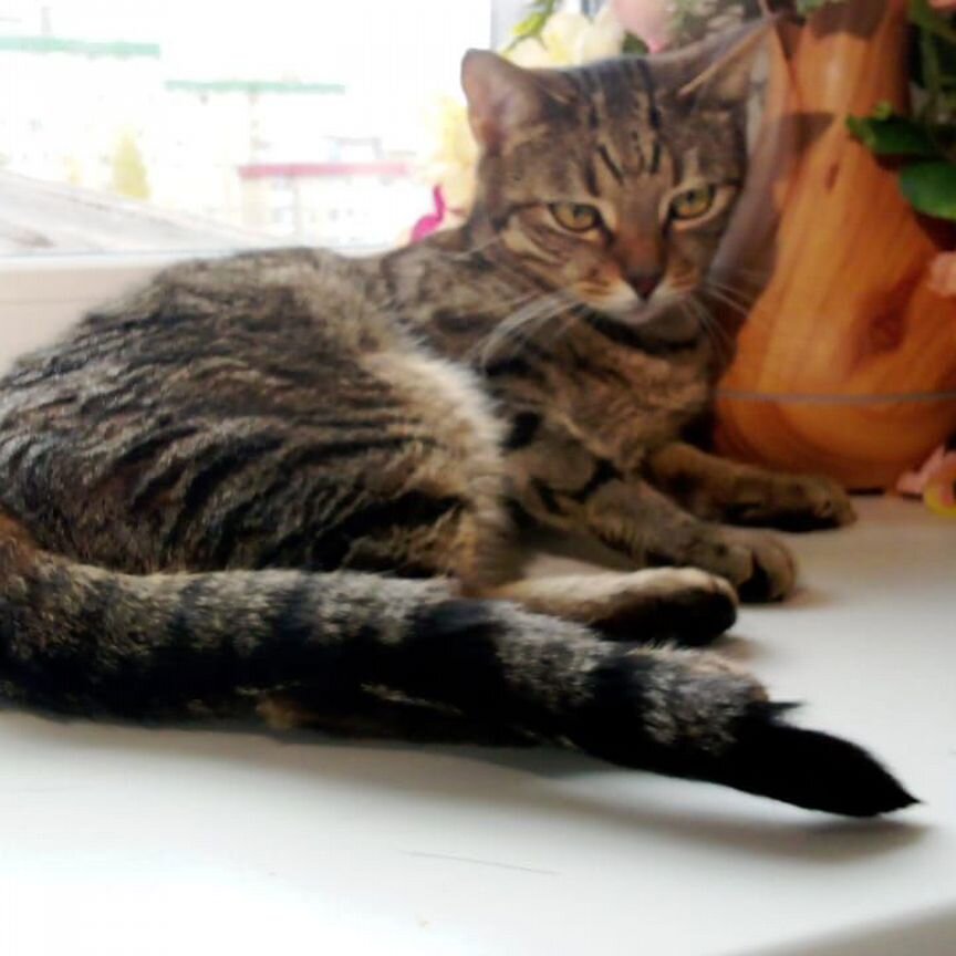 Кот Джери