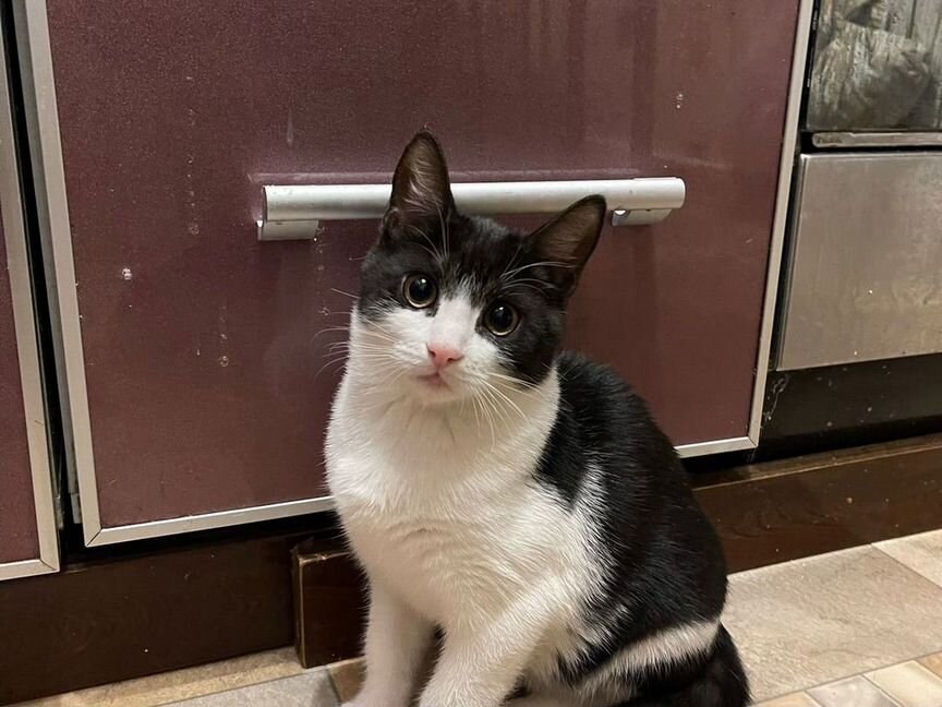 Котенок девочка 4 месяца