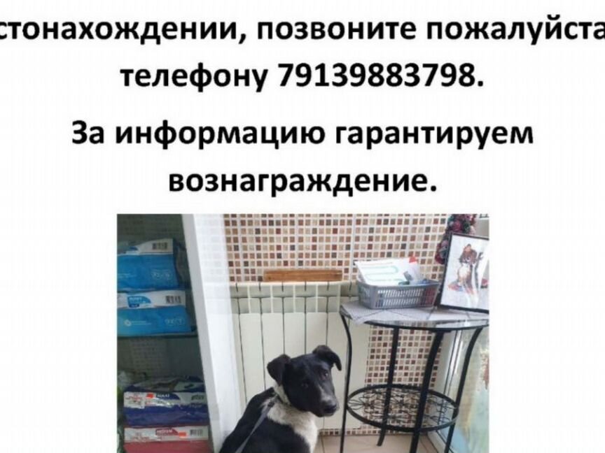 Потерялась собака